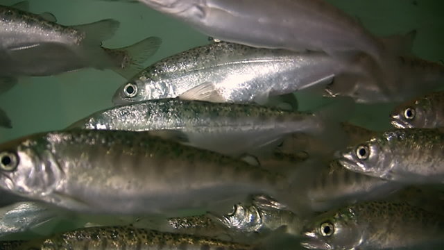 Chinook Salmon Smolt