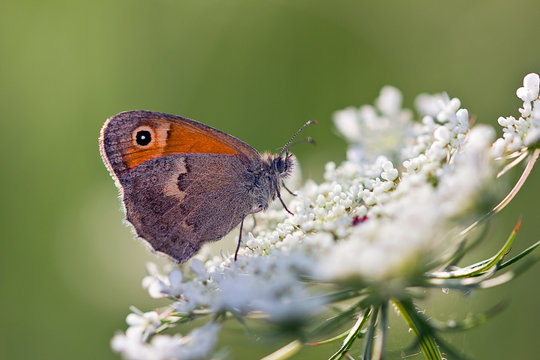 รูปภาพFarfalla – เลือกดูภาพถ่ายสต็อก เวกเตอร์ และวิดีโอ15,237 | Adobe Stock