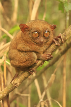 Dramatic Tarsier Gif