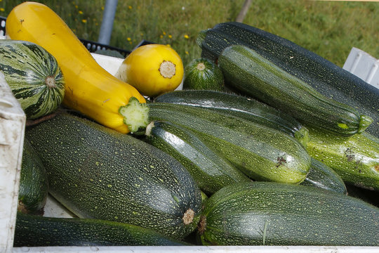 Gourgettes Images – Browse 3 Stock Photos, Vectors, and Video | Adobe Stock