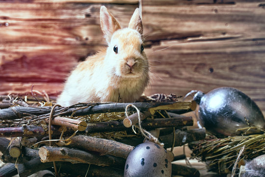 Stallhasen Bilder – Durchsuchen 493 Archivfotos, Vektorgrafiken und ...