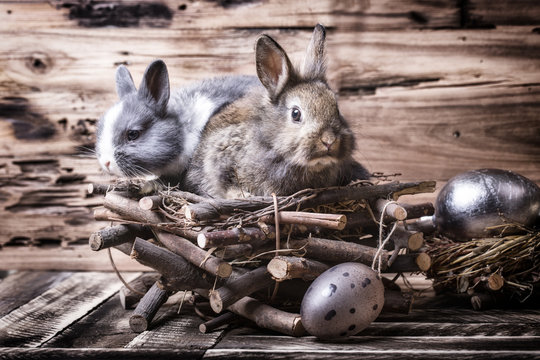 Stallhasen Bilder – Durchsuchen 493 Archivfotos, Vektorgrafiken und ...