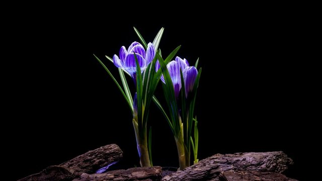 Crocus Video Footage – Browse 5,836 HD Stock Video and Footage | Adobe ...