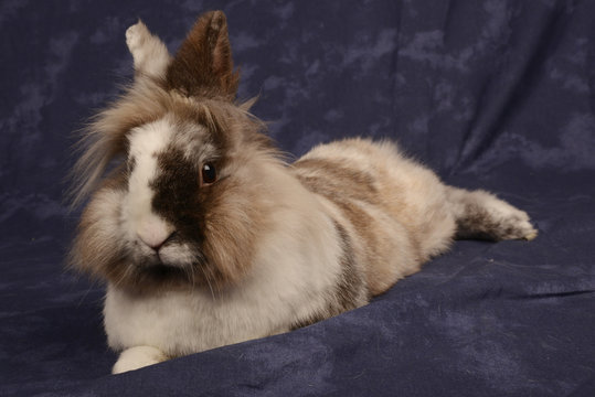 Stallhasen Bilder – Durchsuchen 493 Archivfotos, Vektorgrafiken und ...