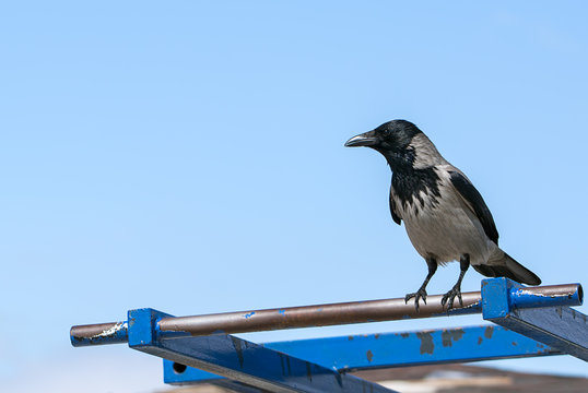 Karga Images – Browse 55 Stock Photos, Vectors, and Video | Adobe Stock