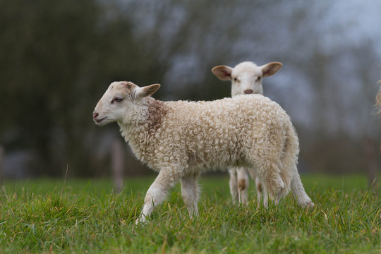 รูปภาพAgneaux – เลือกดูภาพถ่ายสต็อก เวกเตอร์ และวิดีโอ873 | Adobe Stock