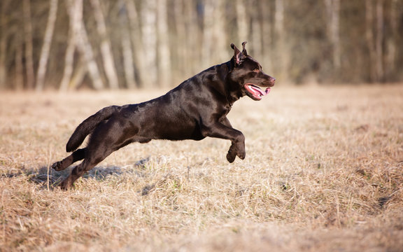 Puppy Running Side View