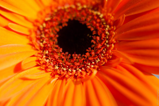 รูปภาพPistilli – เลือกดูภาพถ่ายสต็อก เวกเตอร์ และวิดีโอ1,433 | Adobe Stock