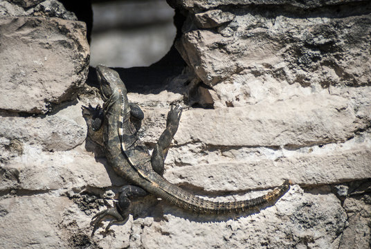 รูปภาพGarrobo – เลือกดูภาพถ่ายสต็อก เวกเตอร์ และวิดีโอ123 | Adobe Stock