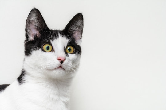 Mutt-Cat Images – Browse 81 Stock Photos, Vectors, and Video | Adobe Stock