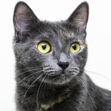 Mutt-Cat Images – Browse 81 Stock Photos, Vectors, and Video | Adobe Stock