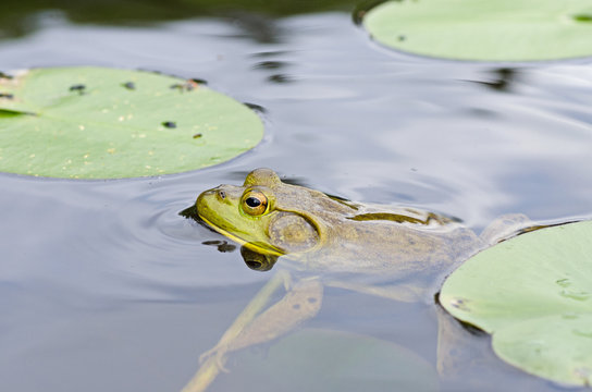 Ouaouaron Images – Browse 62 Stock Photos, Vectors, and Video | Adobe Stock