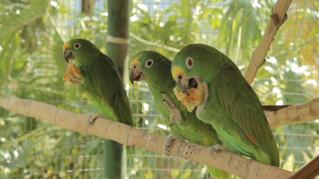 Loros Images – Browse 6,371 Stock Photos, Vectors, and Video | Adobe Stock