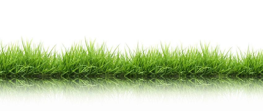 Free Grass Images – Browse 28,342 Free Stock Photos, Vectors, and Video ...
