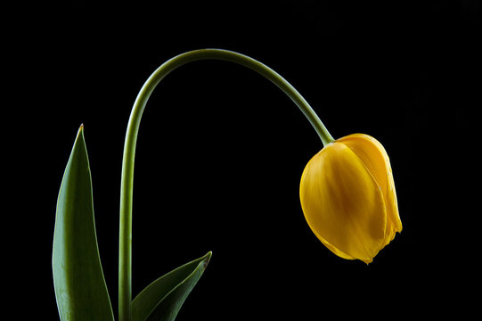 "Lale " Images – Browse 2,045 Stock Photos, Vectors, and Video | Adobe ...