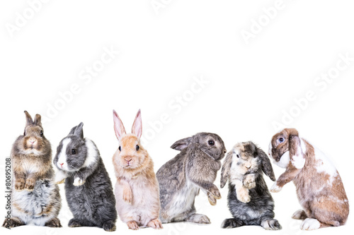 "viele Hasen Freisteller" Stockfotos und lizenzfreie Bilder auf Fotolia ...