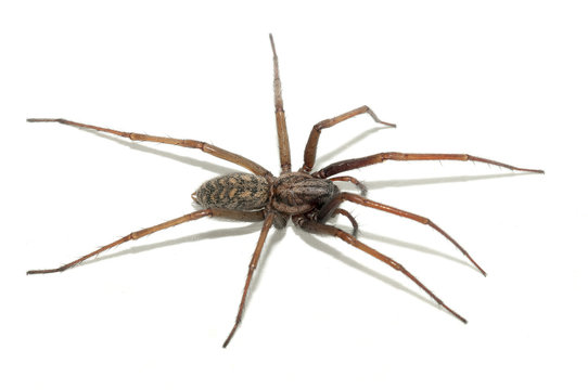 Jad Images – Browse 35 Stock Photos, Vectors, and Video | Adobe Stock