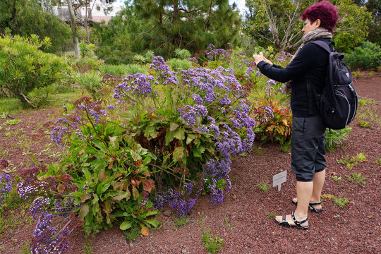 รูปภาพLimonium – เลือกดูภาพถ่ายสต็อก เวกเตอร์ และวิดีโอ5,024 | Adobe Stock