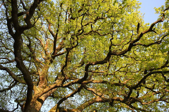 Sommereiche bilder – Bläddra bland 138 stockfoton, vektorer och videor ...