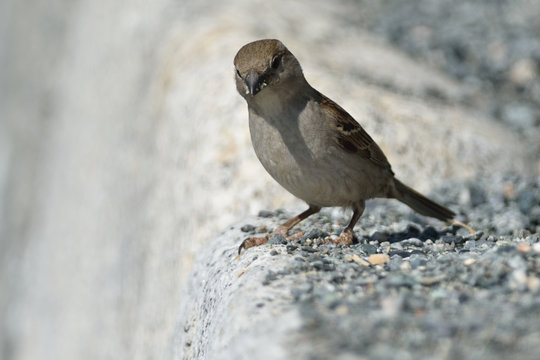 「Passerotto」の写真素材 | 306件の無料イラスト画像 | Adobe Stock