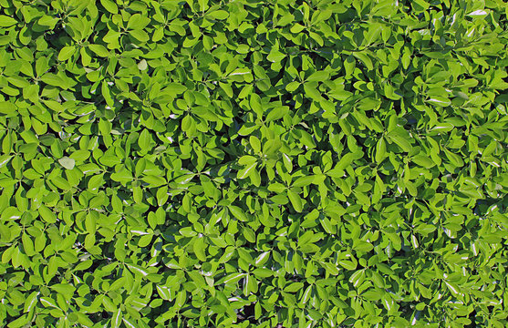 Bequadro 画像 - 参照 274 Stock 写真、ベクターおよびビデオ | Adobe Stock