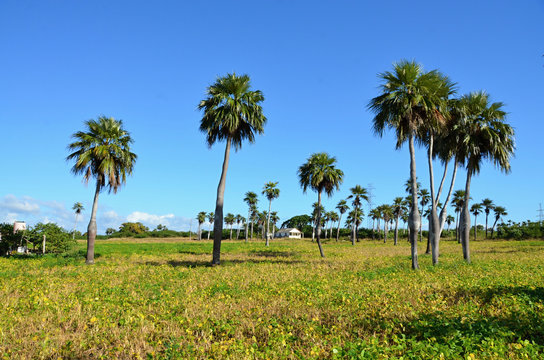 รูปภาพPalmiche – เลือกดูภาพถ่ายสต็อก เวกเตอร์ และวิดีโอ2,184 | Adobe Stock