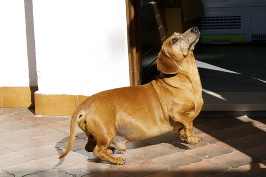 「Languido」の画像 - 136 件の Stock 写真、ベクターおよびビデオ | Adobe Stock