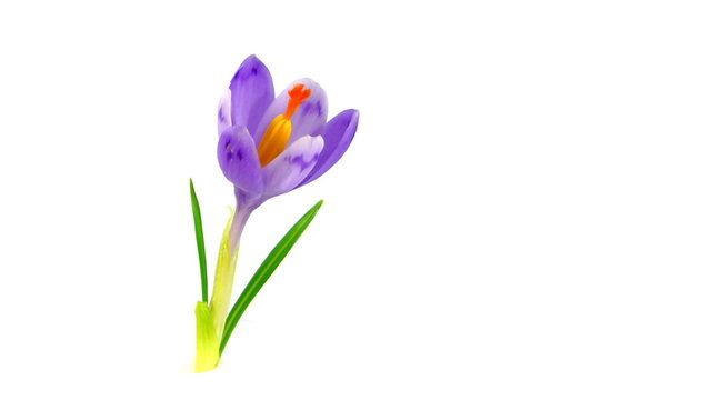 Crocus Video Footage – Browse 5,836 HD Stock Video and Footage | Adobe ...