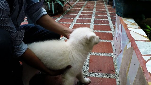 「Ocico」の画像 - 66 件の Stock 写真、ベクターおよびビデオ | Adobe Stock