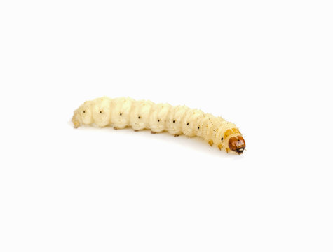 รูปภาพMaggot – เลือกดูภาพถ่ายสต็อก เวกเตอร์ และวิดีโอ51,026 | Adobe Stock