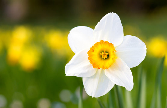 Nargis Flower Name In English