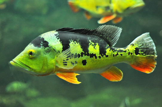 "Carnivorous Fish" Immagini - Sfoglia 7,451 foto, vettoriali e video ...
