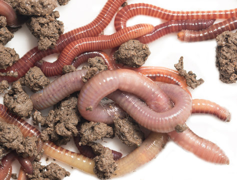 「Anguine」の写真素材 | 975件の無料イラスト画像 | Adobe Stock