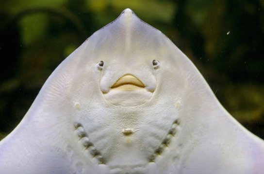 Rochen bilder – Bläddra bland 2,289 stockfoton, vektorer och videor ...