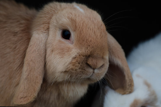 Kanickel-Bilder: Stock-Fotos & -Videos. | Adobe Stock