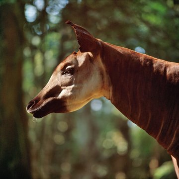 Okapi Images – Browse 1,757 Stock Photos, Vectors, and Video | Adobe Stock