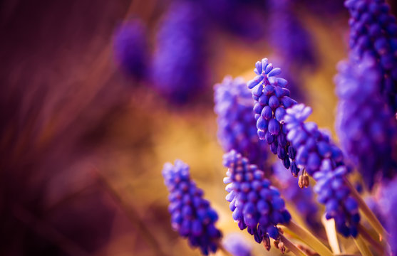 Imágenes de Violets: descubre bancos de fotos, ilustraciones, vectores ...