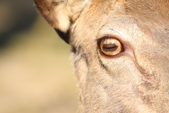 Rehaugen Bilder – Durchsuchen 4,318 Archivfotos, Vektorgrafiken und ...