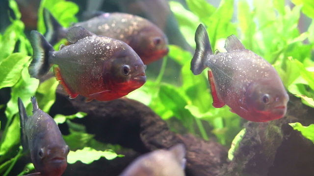 รูปภาพPiranya – เลือกดูภาพถ่ายสต็อก เวกเตอร์ และวิดีโอ8 | Adobe Stock