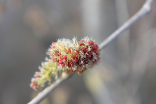 Bourgeonner bilder – Bläddra bland 397 stockfoton, vektorer och videor ...