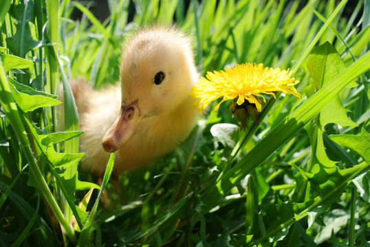 Enten-Baby Bilder – Durchsuchen 1,391 Archivfotos, Vektorgrafiken und ...