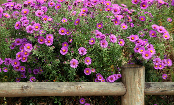 รูปภาพVivace – เลือกดูภาพถ่ายสต็อก เวกเตอร์ และวิดีโอ7,245 | Adobe Stock