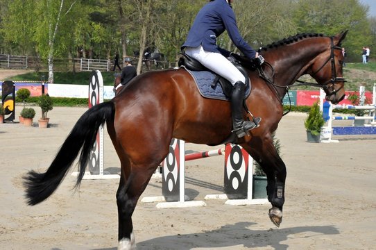 Springpferde Bilder – Durchsuchen 981 Archivfotos, Vektorgrafiken und ...