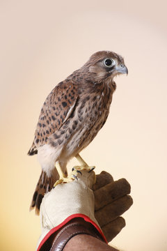 Imágenes de Falchetto: descubre bancos de fotos, ilustraciones ...