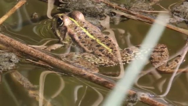 Froschwanderung bilder – Bläddra bland 138 stockfoton, vektorer och videor | Adobe Stock