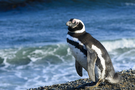 Pingouin - Images et vidéos libres de droits | Adobe Stock