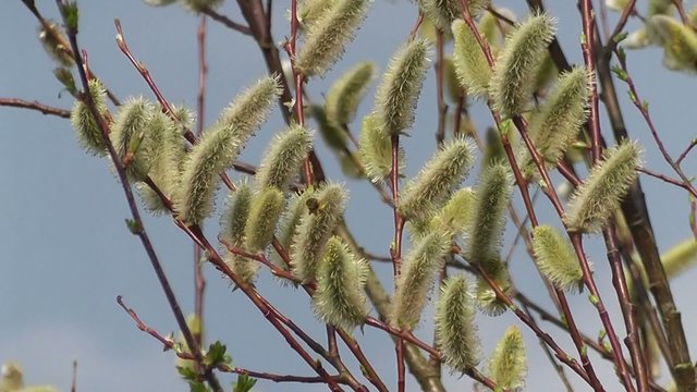 "Catkin Flower"-Bilder: Stock-Fotos & -Videos. | Adobe Stock