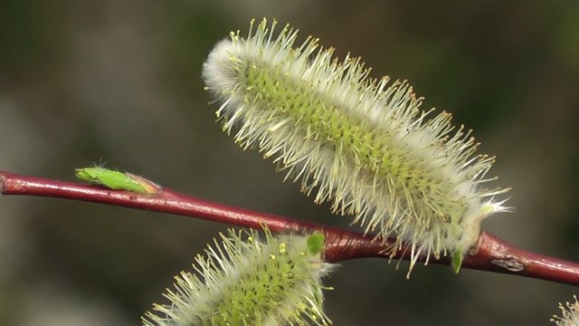 "Catkin Flower"-Bilder: Stock-Fotos & -Videos. | Adobe Stock