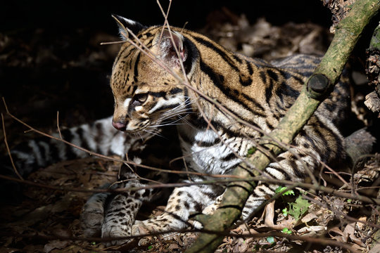 รูปภาพLeopardato – เลือกดูภาพถ่ายสต็อก เวกเตอร์ และวิดีโอ114 | Adobe Stock