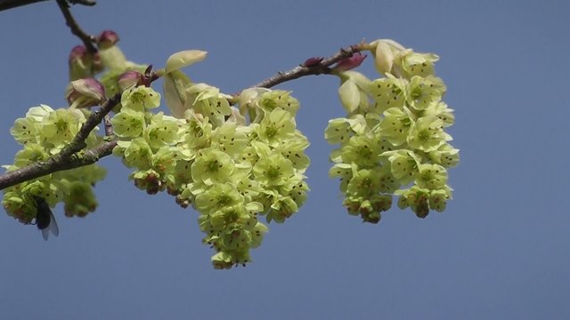 "Catkin Flower"-Bilder: Stock-Fotos & -Videos. | Adobe Stock